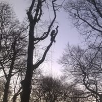 Green Machine Tree Services, Mansfield | Tree Surgeons - Yell