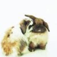 Grove Veterinary Centre, Barrow-In-Furness | Vets - Yell