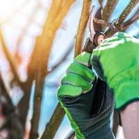 The Barnet Tree Surgeon | Tree Surgeons - Yell