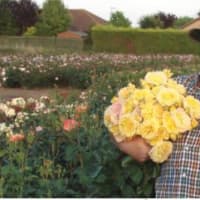 Colin Gregory Roses, Spalding | Garden Centres - Yell