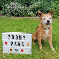 Zoomy Paws Dog Walking Service, Sheffield | Pet Services - Yell