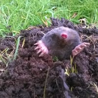 Mole Catcher - Silas Penfold, Halstead | Pest & Vermin Control Services ...