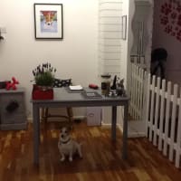 Button & Bones, Alton | Dog & Cat Grooming - Yell