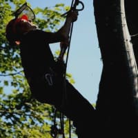 Heidrum Trees, Launceston | Tree Surgeons - Yell
