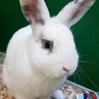 Wythall Animal Sanctuary, Birmingham | Animal Welfare Societies - Yell