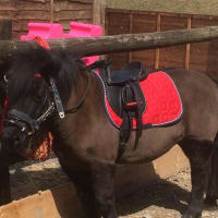 LittleField Riding Stables, Bordon | Riding Schools - Yell