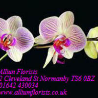 Allium Florists, Middlesbrough | Wedding Flowers - Yell