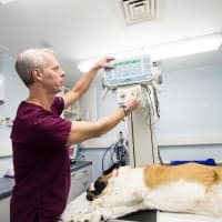 Castle Vets Pet Healthcare Centre, Reading | Vets - Yell