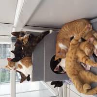 Yorkshire Cat Rescue, Keighley | Animal Welfare Societies - Yell