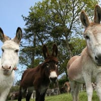 The Donkey Sanctuary Manchester, Manchester | Animal Welfare Societies ...