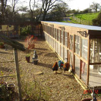 Milestone Cattery | Catteries - Yell