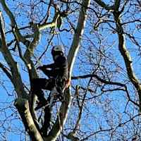 CGH Tree & Garden Maintenance, Belvedere | Tree Surgeons - Yell
