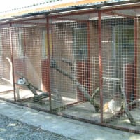 Ewloe Boarding Kennels Cattery & Rabbit Retreat, Deeside | Catteries - Yell