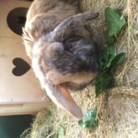 Small Paws Lodge, Chard | Home & Pet Sitting - Yell