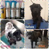 Diamond in the Ruff Dog Grooming, Barnsley | Dog & Cat Grooming - Yell