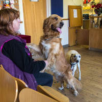 Castle Vets Pet Healthcare Centre, Reading | Vets - Yell