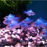 Aquatic World, Cardiff | Aquarium & Pond Supplies - Yell