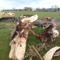 Spencer Tree Surgery, Kettering | Tree Surgeons - Yell
