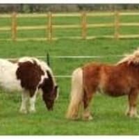 Rowdey Cow Farm Cafe & Ice Cream Parlour, Devizes | Cafes & Coffee ...