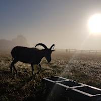 Hooves, Paws & More Wiltshire, Devizes | Boarding Kennels - Yell