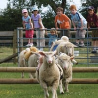 Odds Farm Park, High Wycombe | Tourist Attractions - Yell