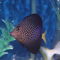 Abyss Aquatic Warehouse, Stockport | Aquarium & Pond Supplies - Yell