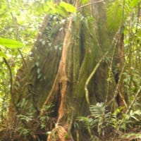 Equilibrium Tree & Landscape Services, Dorking | Tree Surgeons - Yell