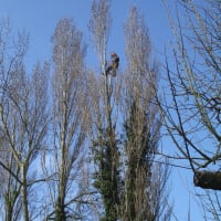 Luke Spencer Tree Surgery, Chard | Tree Surgeons - Yell