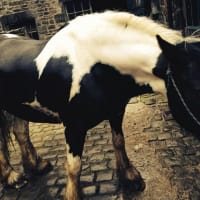 Witherslack Hall Equestrian Centre, Grange-Over-Sands | Riding Schools ...