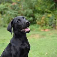 Mucky Paws Outdoors, Halstead | Dog Walkers - Yell