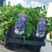 Gedney Bulb Co.Ltd, Spalding | Wholesale Horticultural Nurseries - Yell