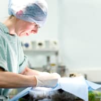 Castle Vets Pet Healthcare Centre, Reading | Vets - Yell