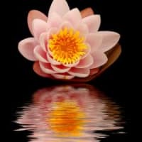 Equilibrium Holistic Therapy Allyson Williamson MIFR MICHT ART Regd ...