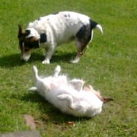 Kenzie Dog Sitting, Castle Douglas | Home & Pet Sitting - Yell