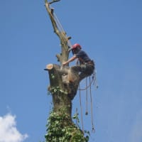 Complete Tree Work, Gillingham | Tree Surgeons - Yell