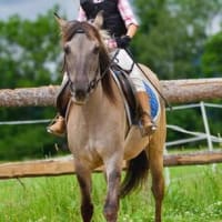 Longmead Riding Centre, Colchester | Horse Riding Lessons - Yell