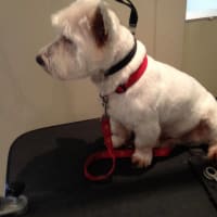 Dapper Dogs, Hayle | Dog & Cat Grooming - Yell