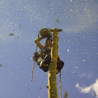 Nick Matthews Tree Services, Dorking | Tree Surgeons - Yell