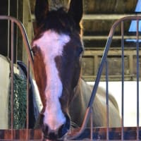 Aberdeen Riding Club, Milltimber | Riding Schools - Yell