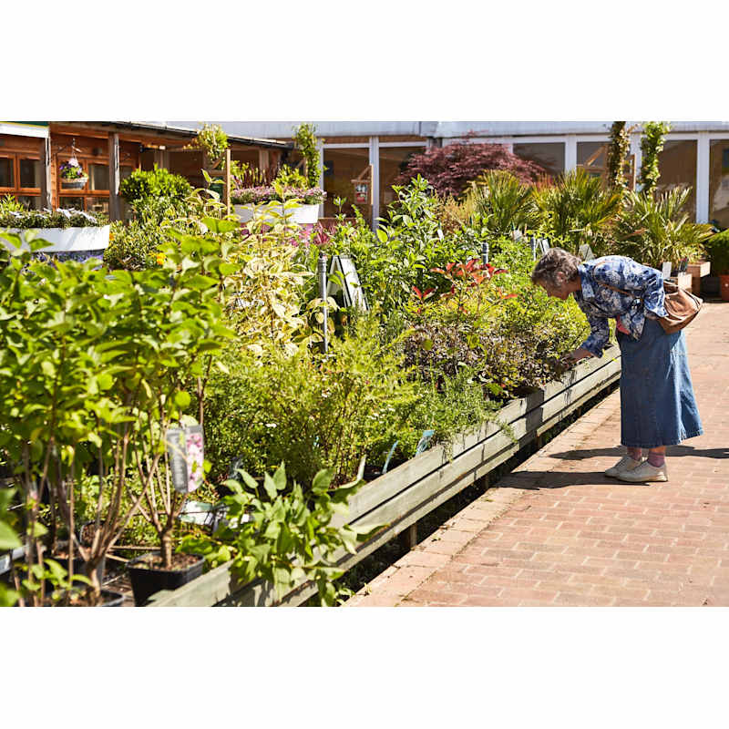 Scotsdales Garden Centre Fordham Reviews | Fasci Garden